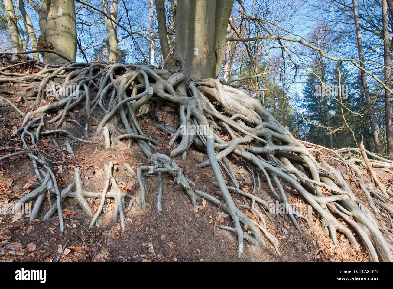 Roots of a Common beech (Fagus sylvatica), Emsland, Lower Saxony ...