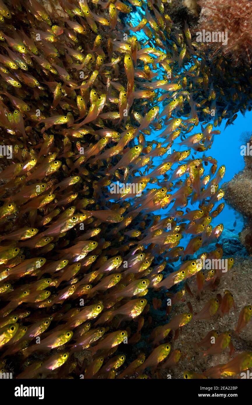 Many glassfish hi-res stock photography and images - Alamy