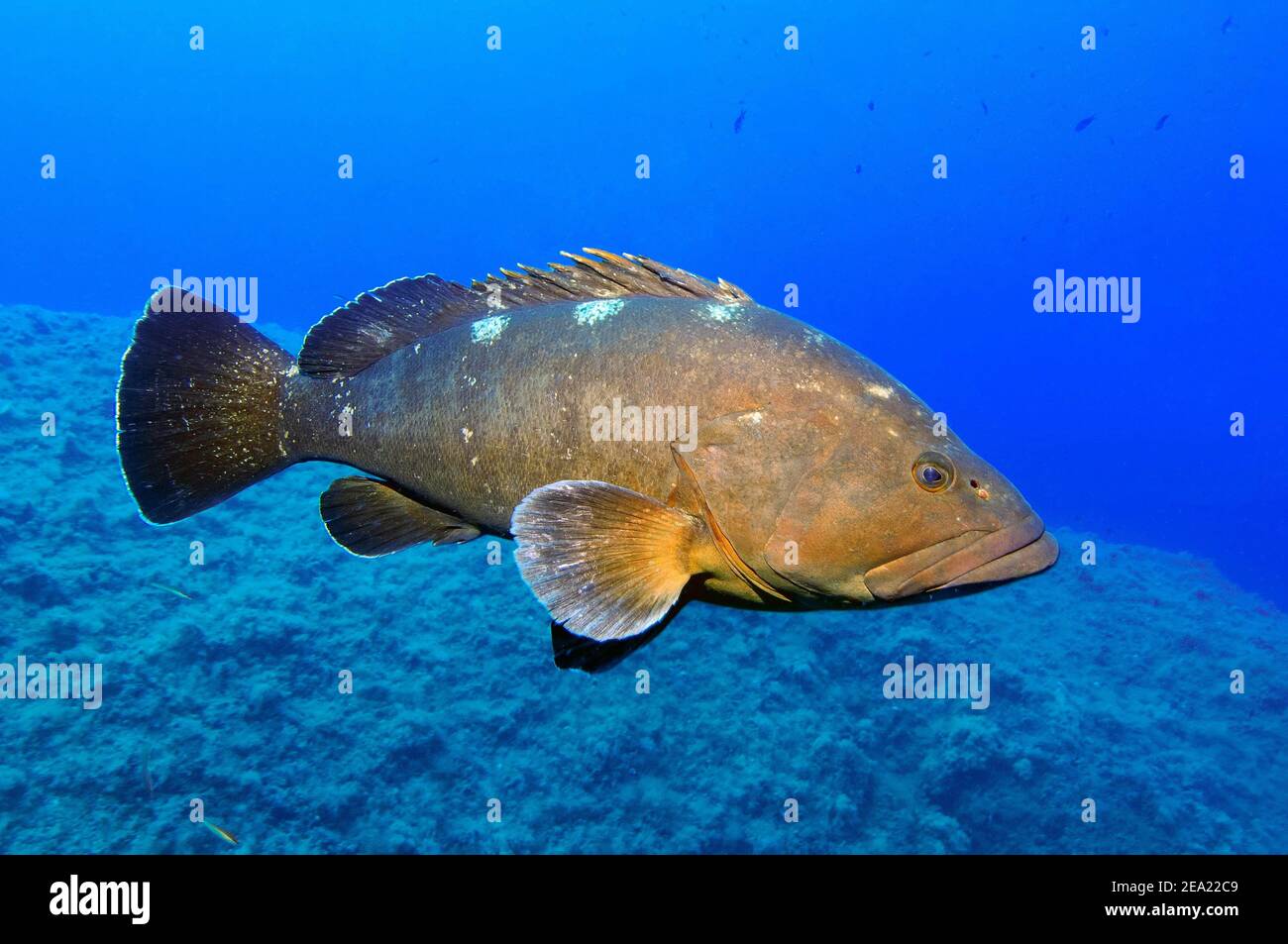 Dusky Grouper (Epinephelus marginatus), Mediterranean Stock Photo - Alamy