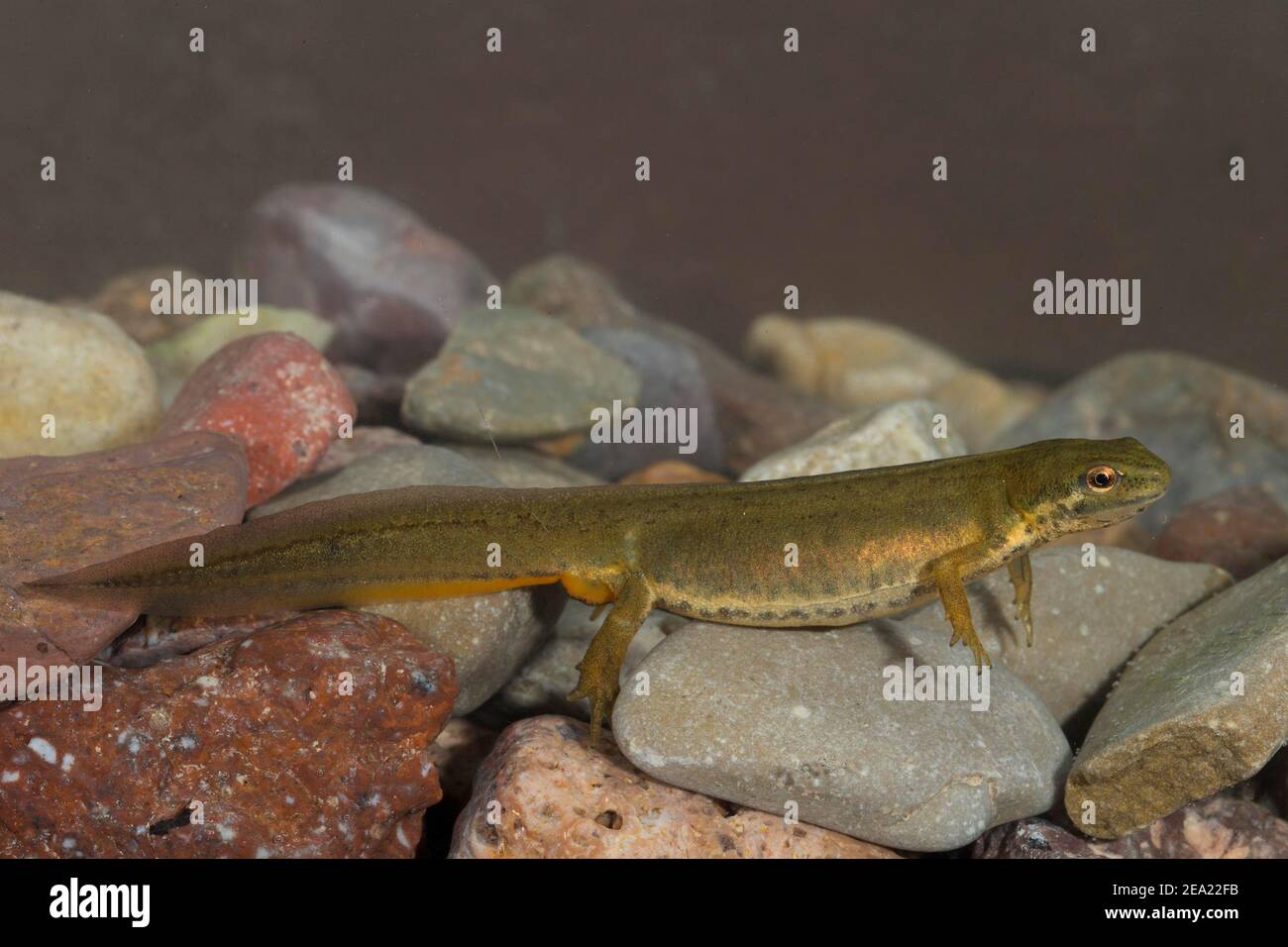 Common newt (Triturus vulgaris), female at the bottom of a water body ...