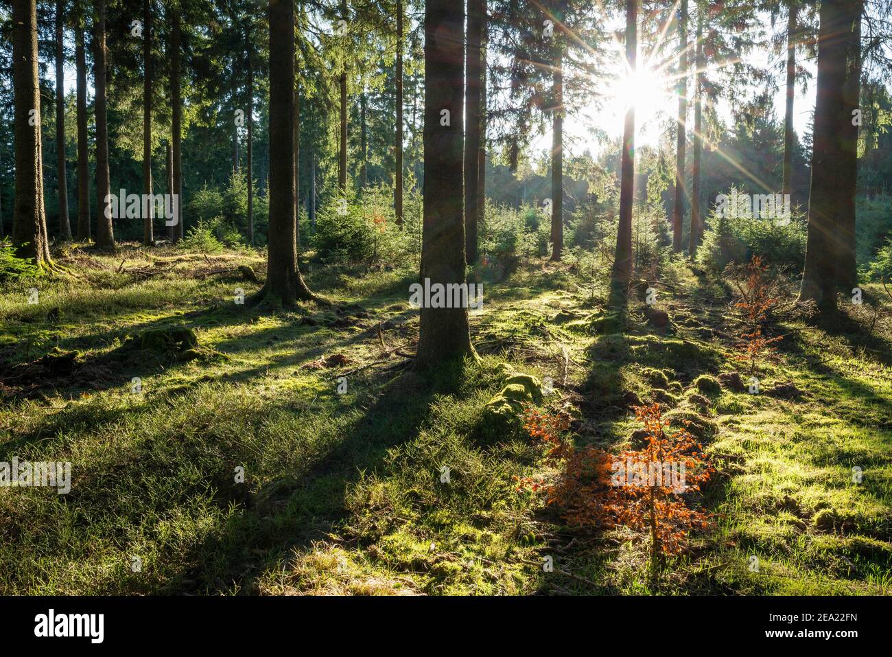 Spruce forest (Picea abies), backlit with sun star, Thuringian Forest ...