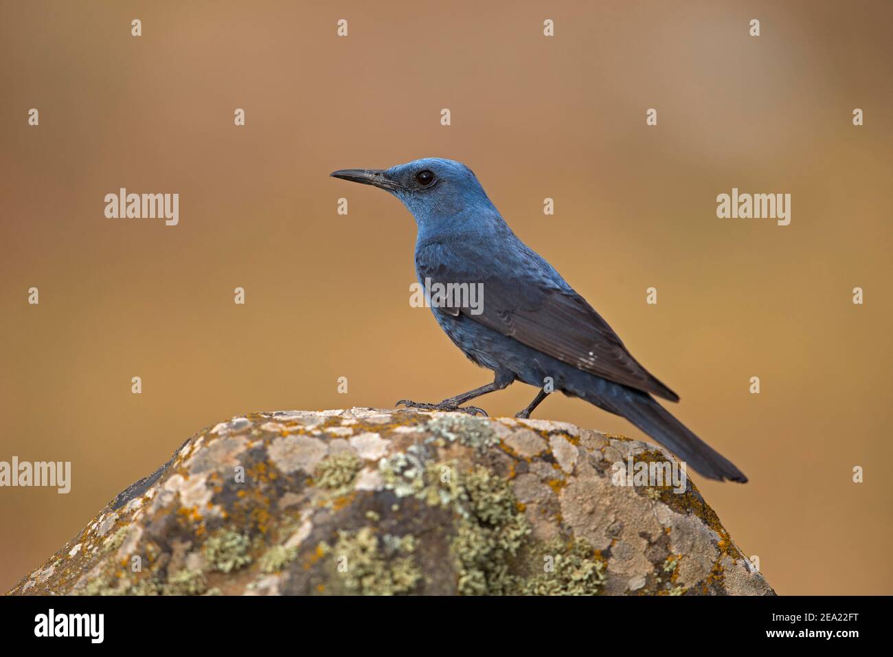 Male blue rock thrush hi-res stock photography and images - Alamy
