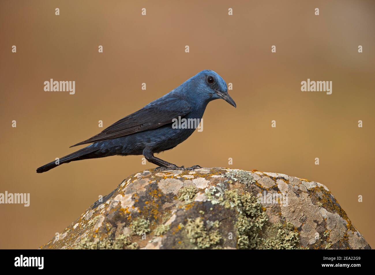 Blue Rock Thrush (Monticola solitarius), male on rock, Extremadura ...