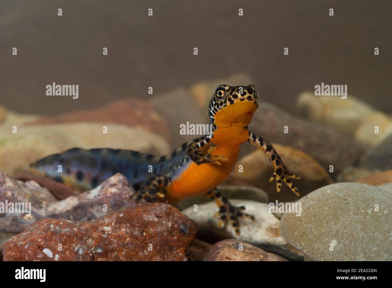 Alpine stream salamander hi-res stock photography and images - Alamy