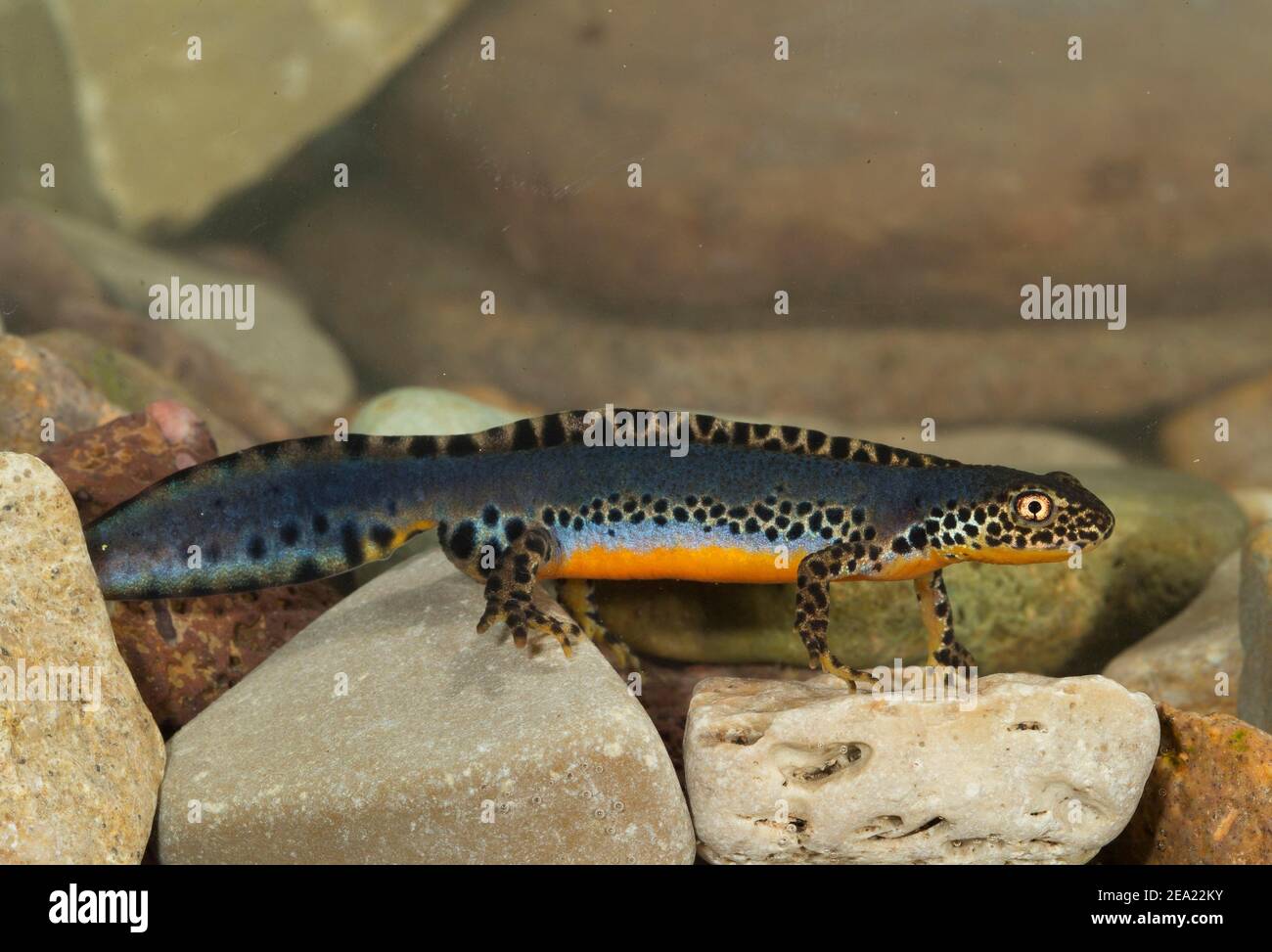 Alpine stream salamander hi-res stock photography and images - Alamy