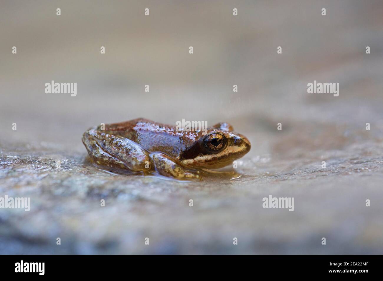 Pyrenean Frog (Rana pyrenaica), juvenile sitting on stone in stream ...