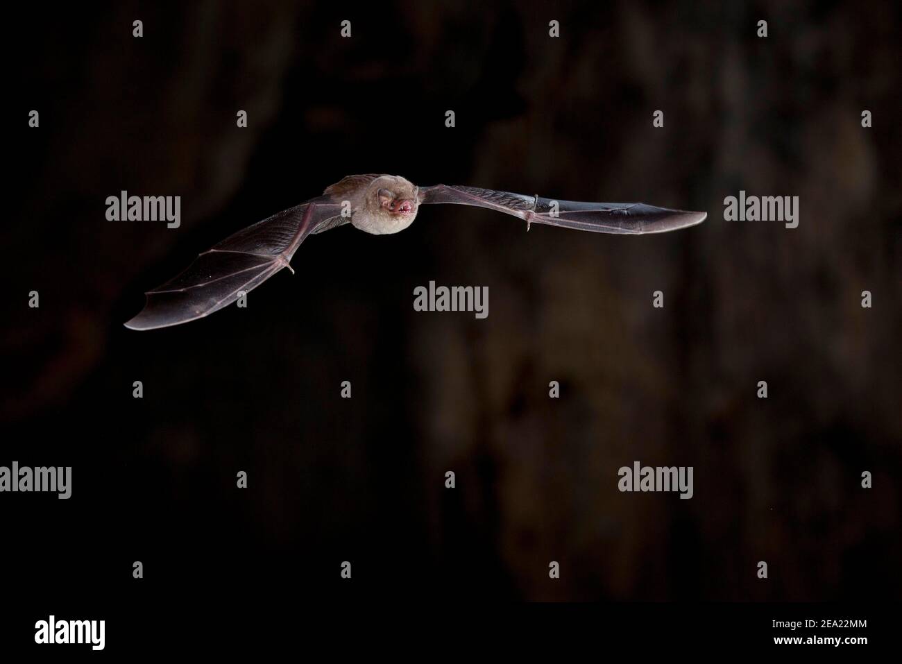 Common bent-wing bat (Miniopterus schreibersii) in flight in a cave ...