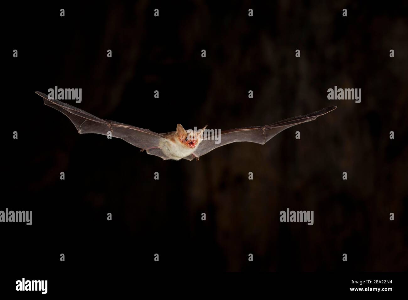 Lesser mouse-eared bat (Myotis blythii) in flight in a cave, northern ...
