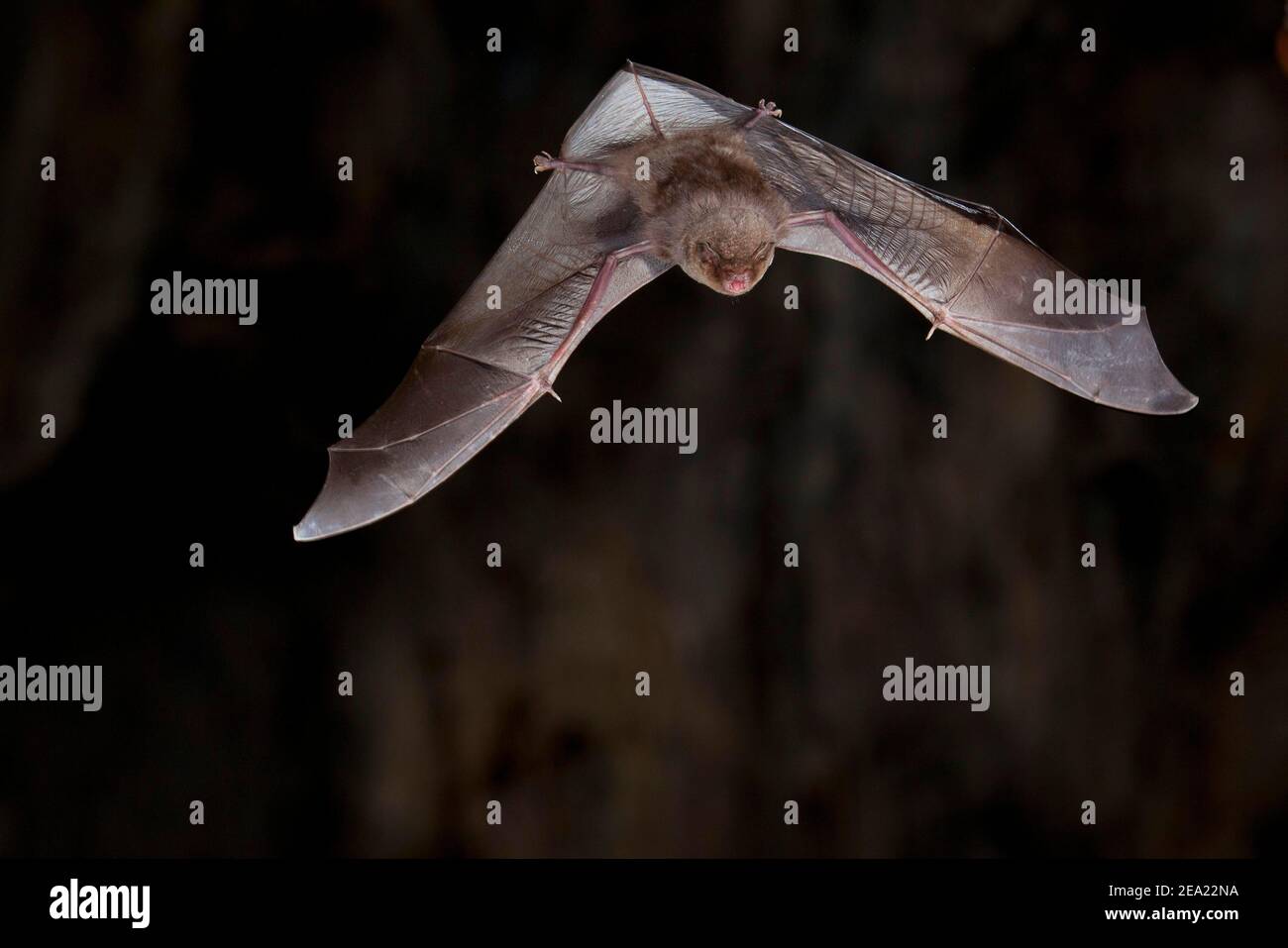 Common bent-wing bat (Miniopterus schreibersii) in flight in a cave ...