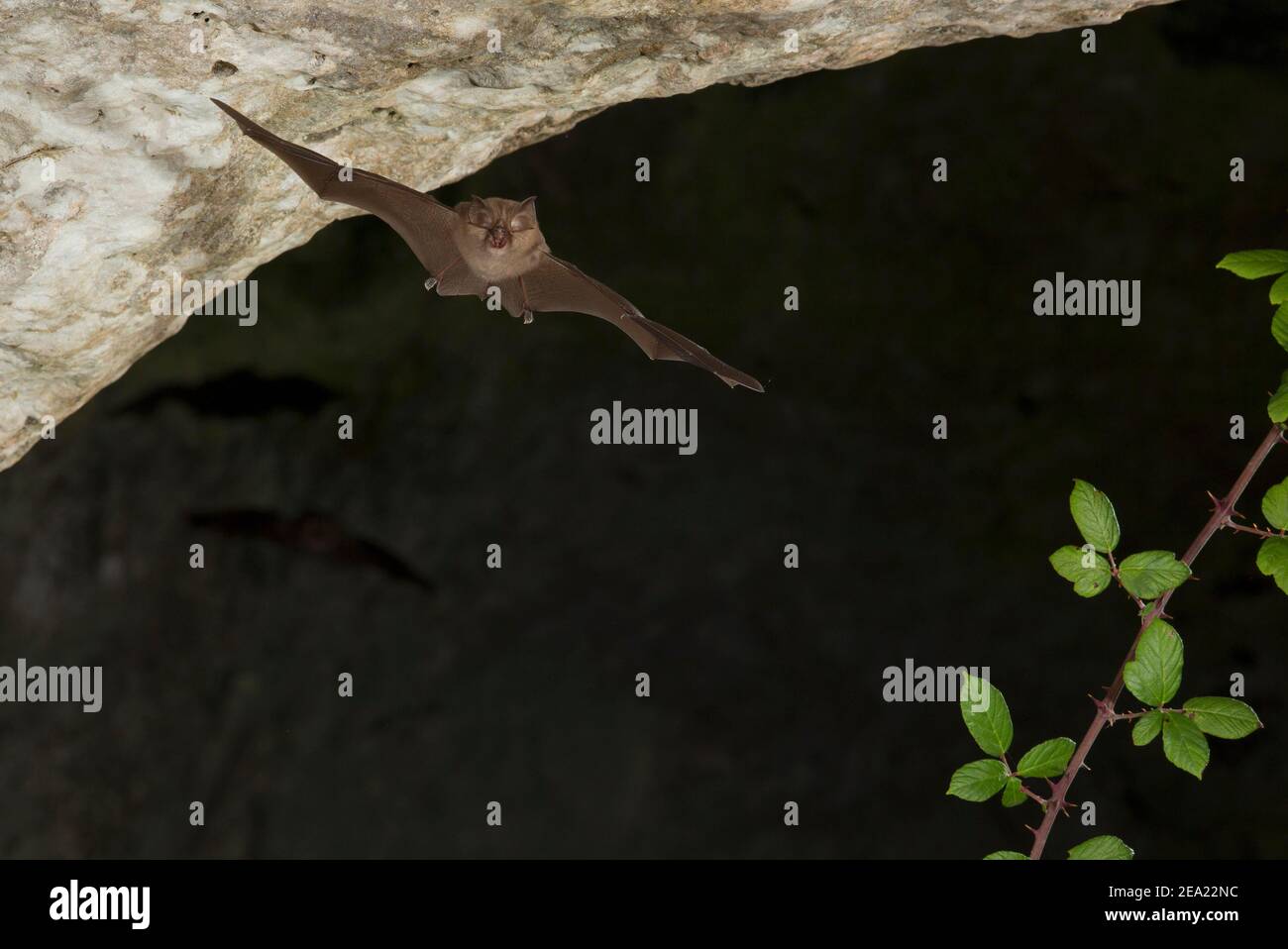 Lesser horseshoe bat (Rhinolophus hipposideros) leaving the cave ...