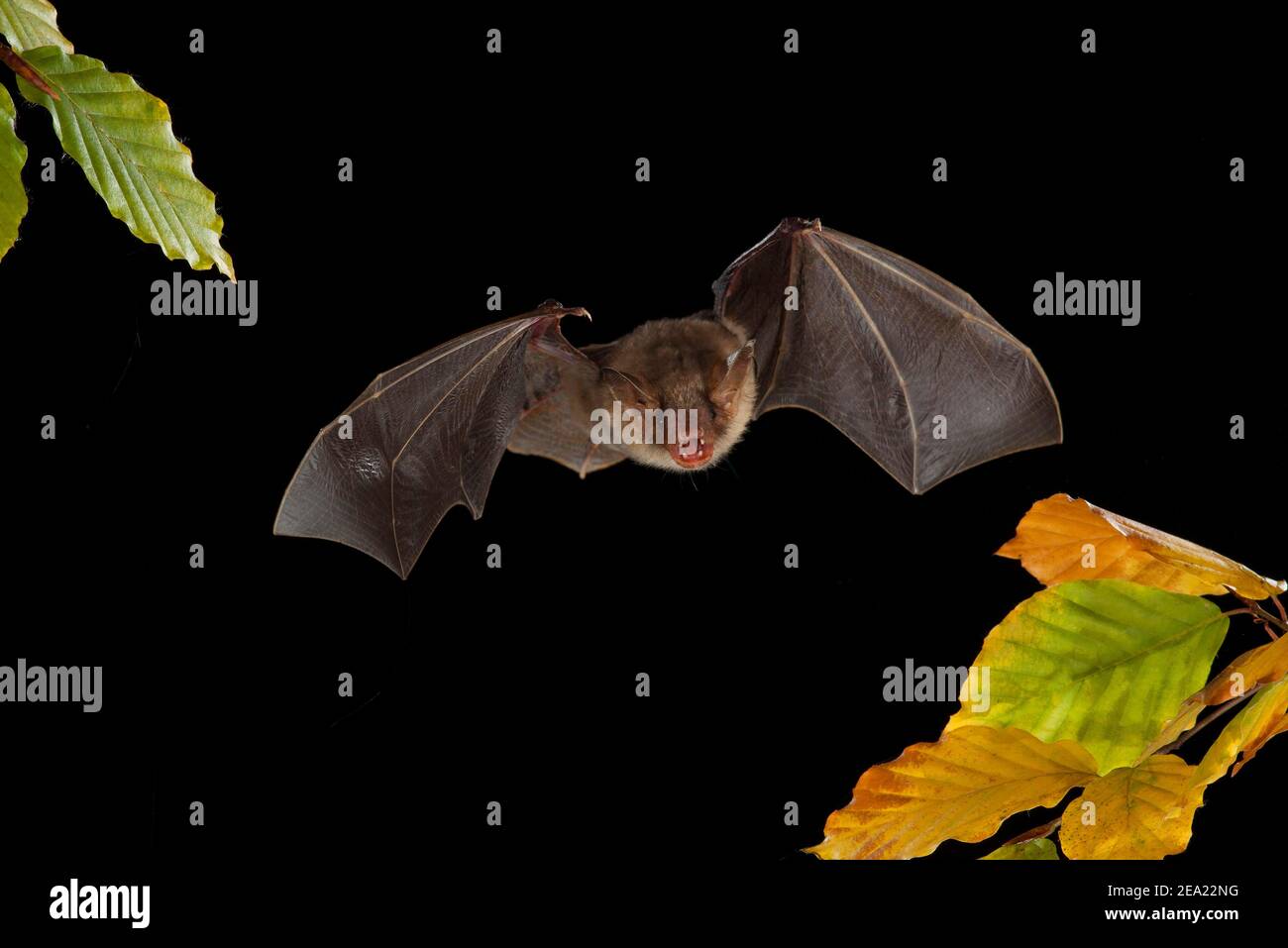 Greater Mouse-eared Bat (Myotis myotis) in flight, Thuringia, Germany ...