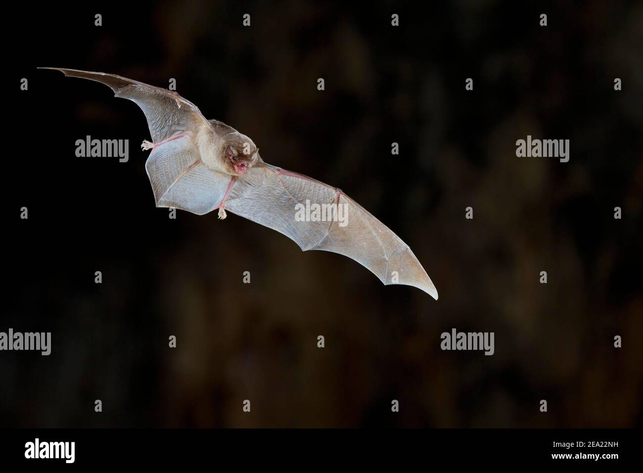 Common Bent Wing Bat High Resolution Stock Photography and Images - Alamy