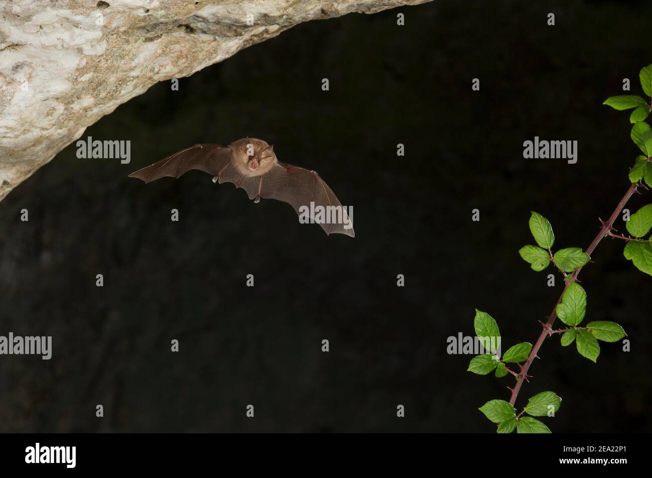 Lesser horseshoe bat (Rhinolophus hipposideros) leaving the cave ...