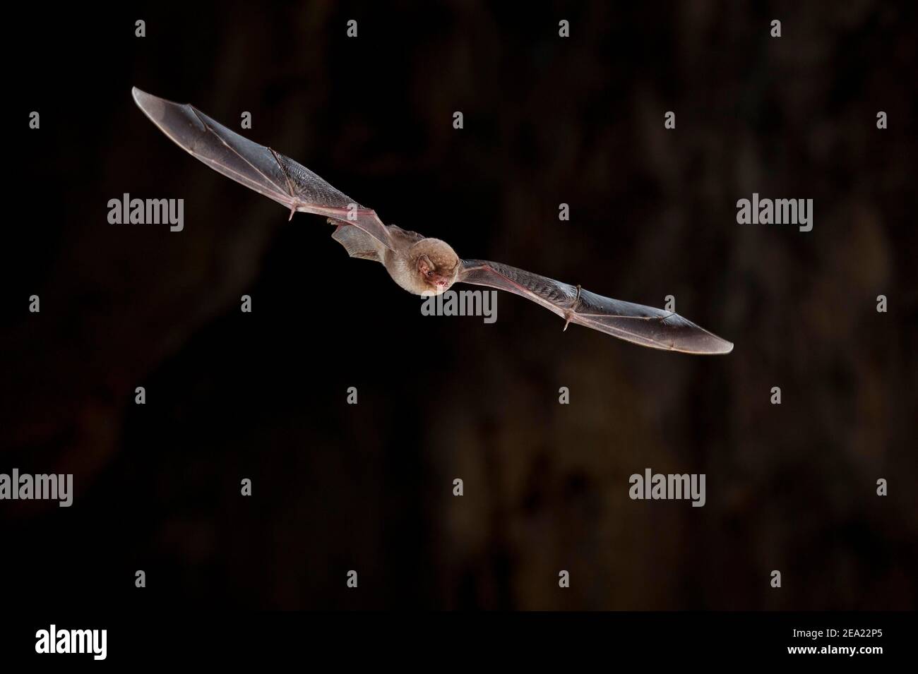 Common bent-wing bat (Miniopterus schreibersii) in flight in a cave ...