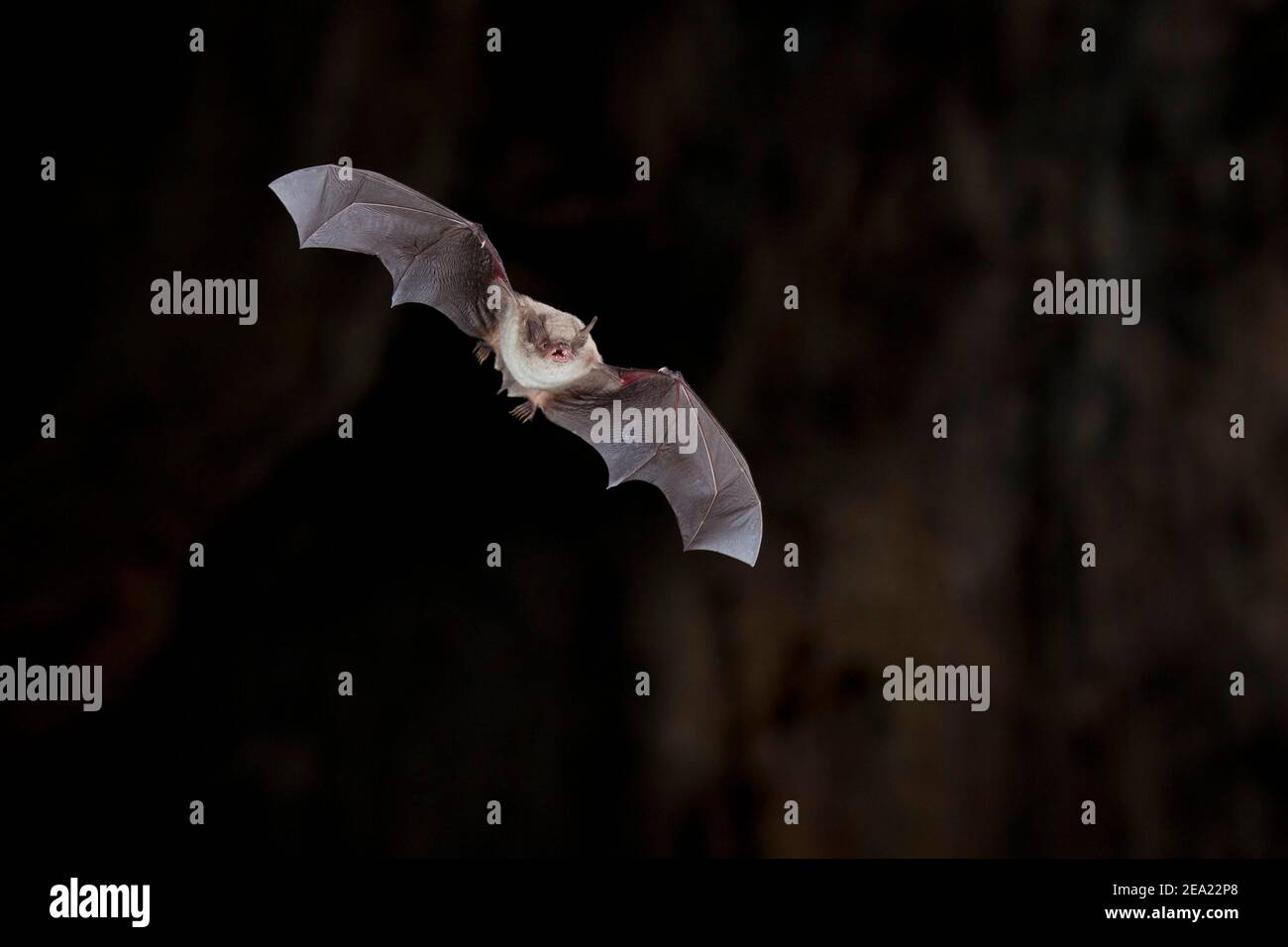 Long-fingered bat (Myotis capaccinii) in flight in a cave, northern ...