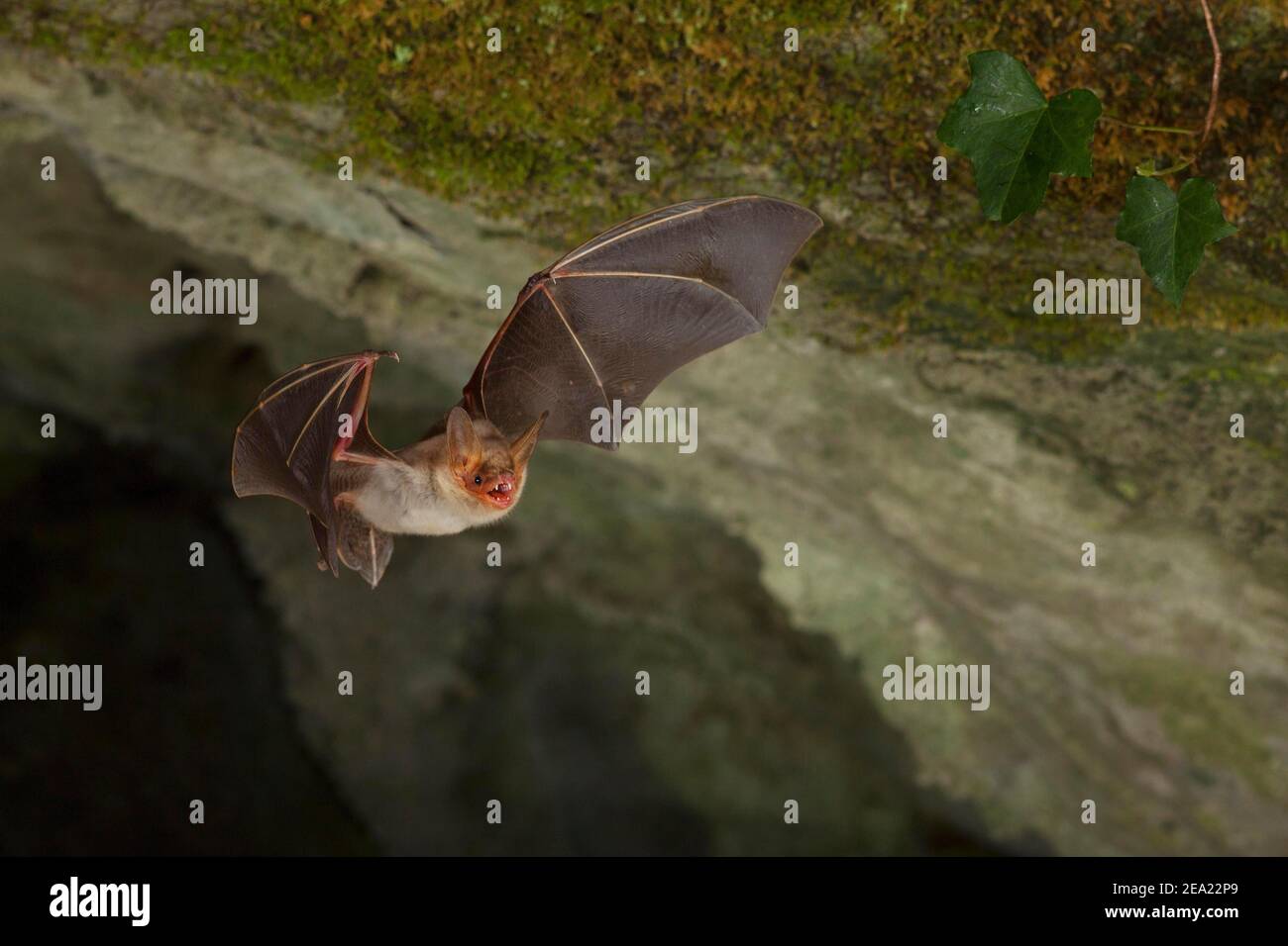 Punic mouse-ear (Myotis punicus) in flight at a cave entrance ...