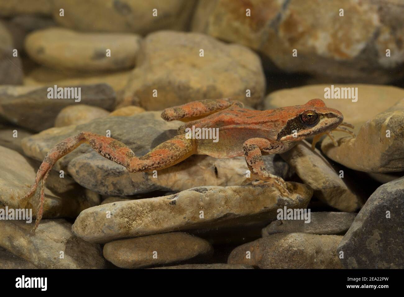 Pyrenean Frog (Rana pyrenaica) at the bottom of a stream, Central ...