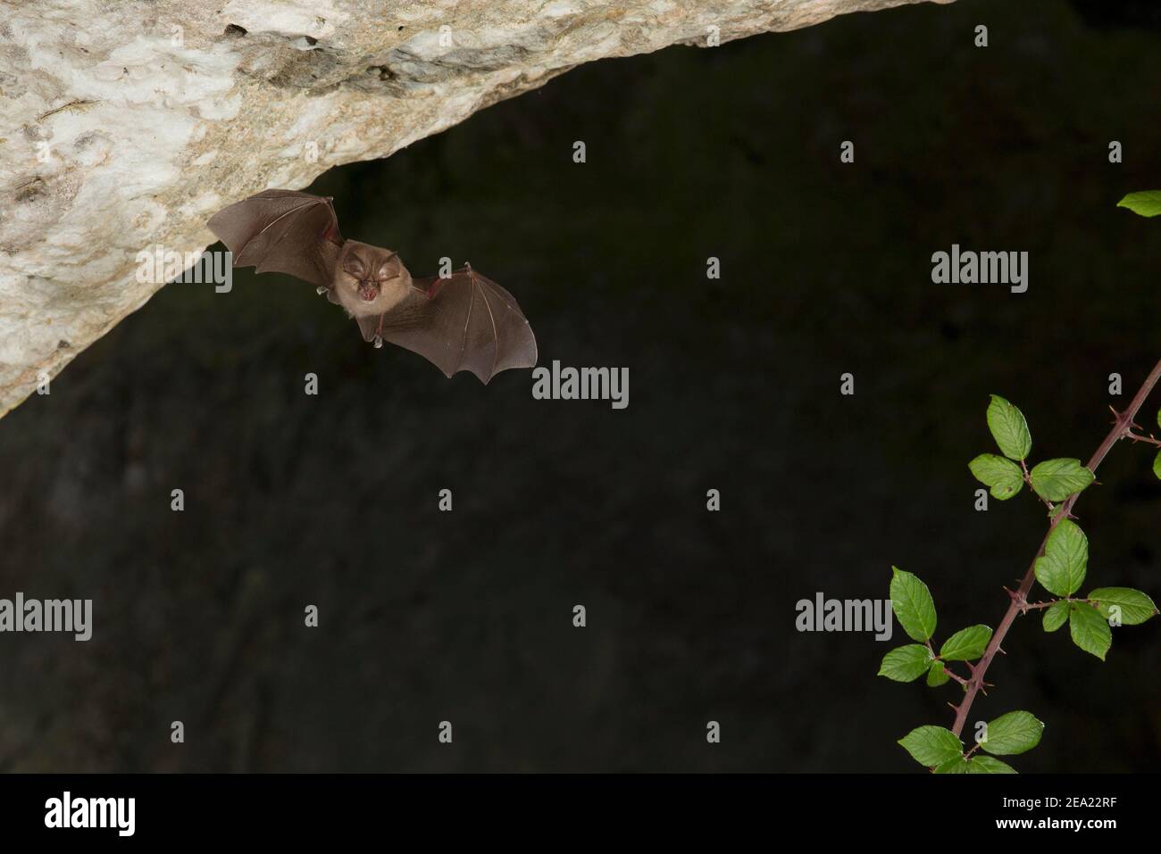 Lesser horseshoe bat (Rhinolophus hipposideros) leaving the cave ...