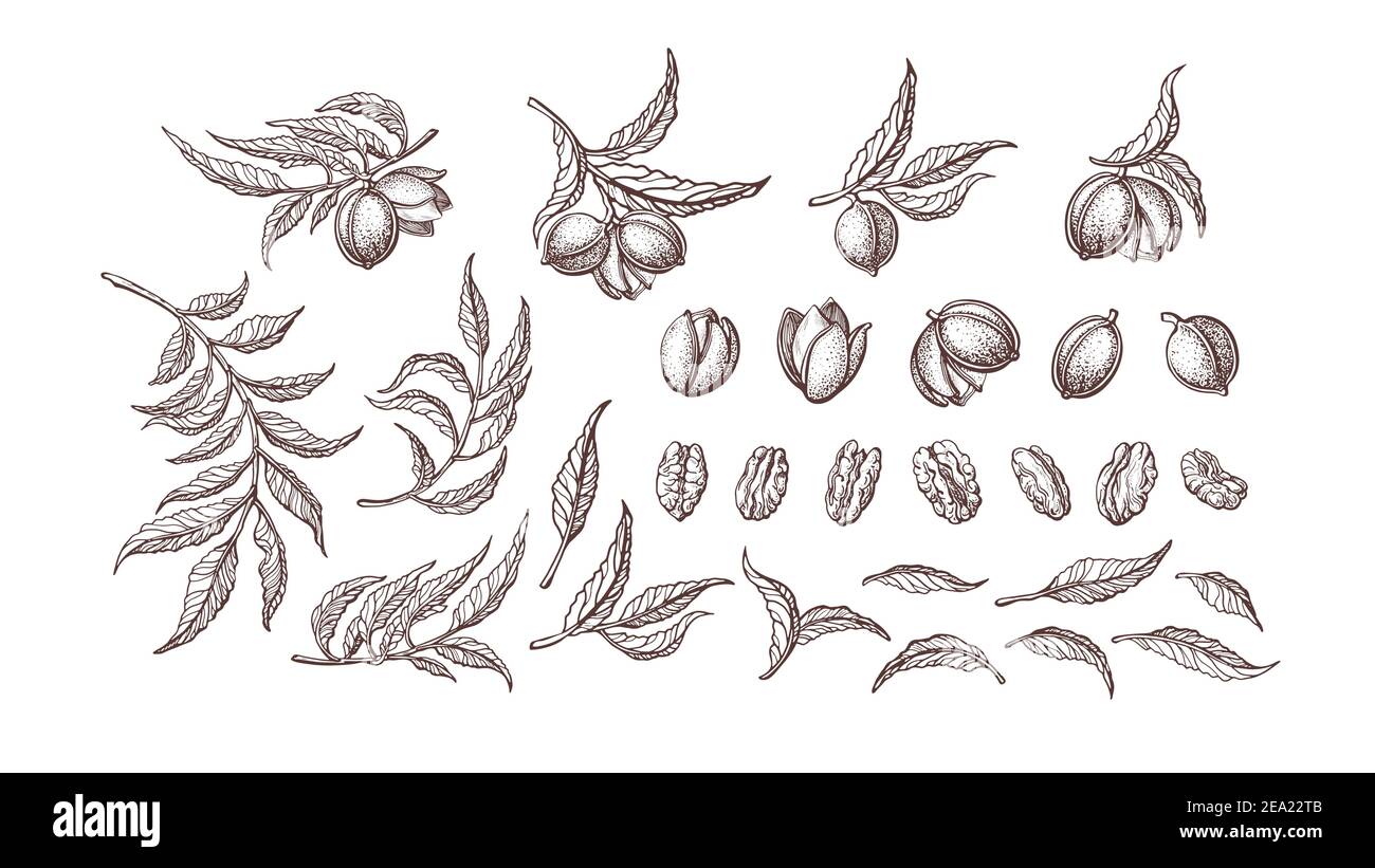 Pecan Nut Tree Drawing