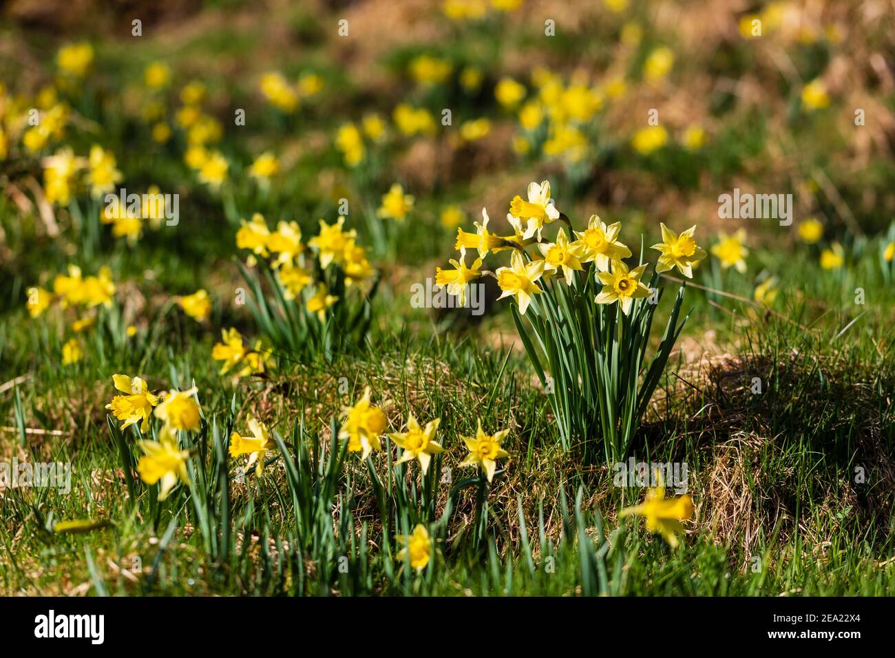 Daffodil meadow with wild yellow daffodils (Narcissus pseudonarcissus ...