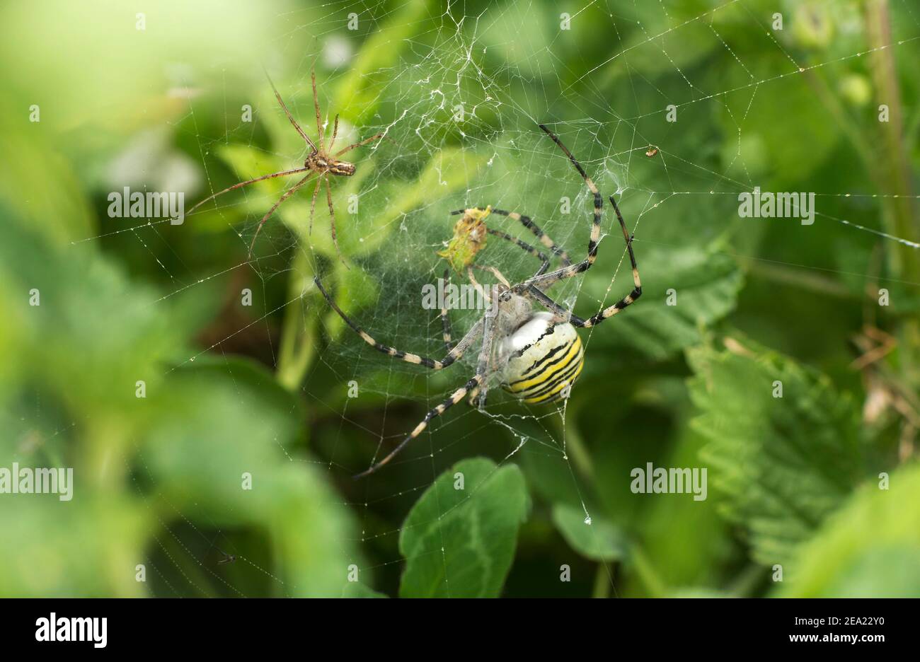 Canopy spider (Linyphia triangularis) lurking in the web of a wasp ...