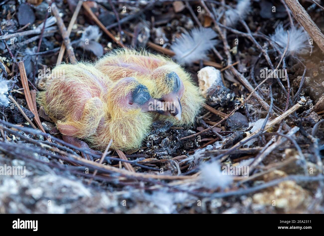 Newly hatched chicks of the urban pigeon in the nest, Switzerland Stock ...