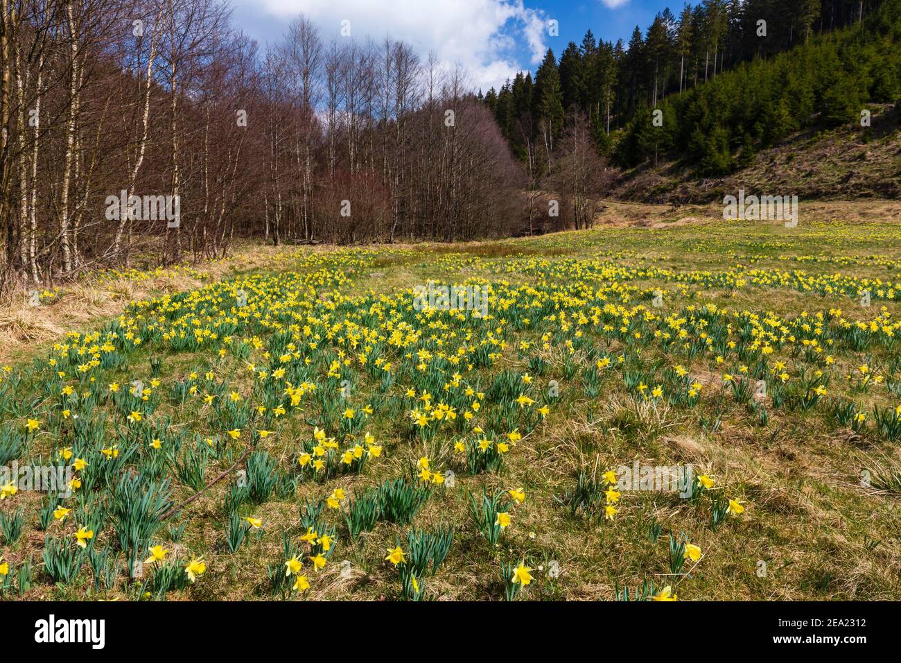 Daffodil meadow with wild yellow daffodils (Narcissus pseudonarcissus ...