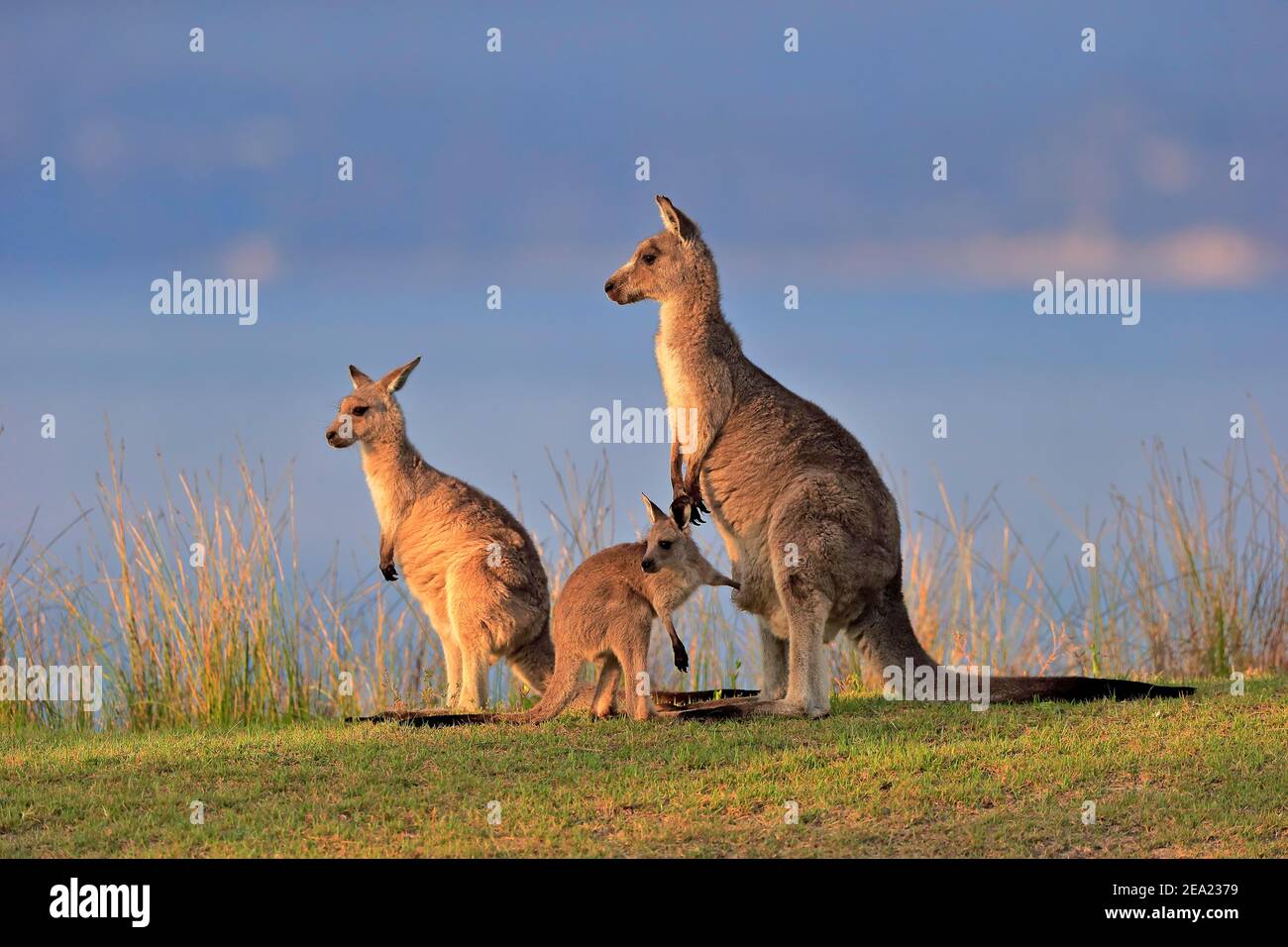 Eastern giant grey kangaroo (Macropus giganteus), adult, female, mother ...