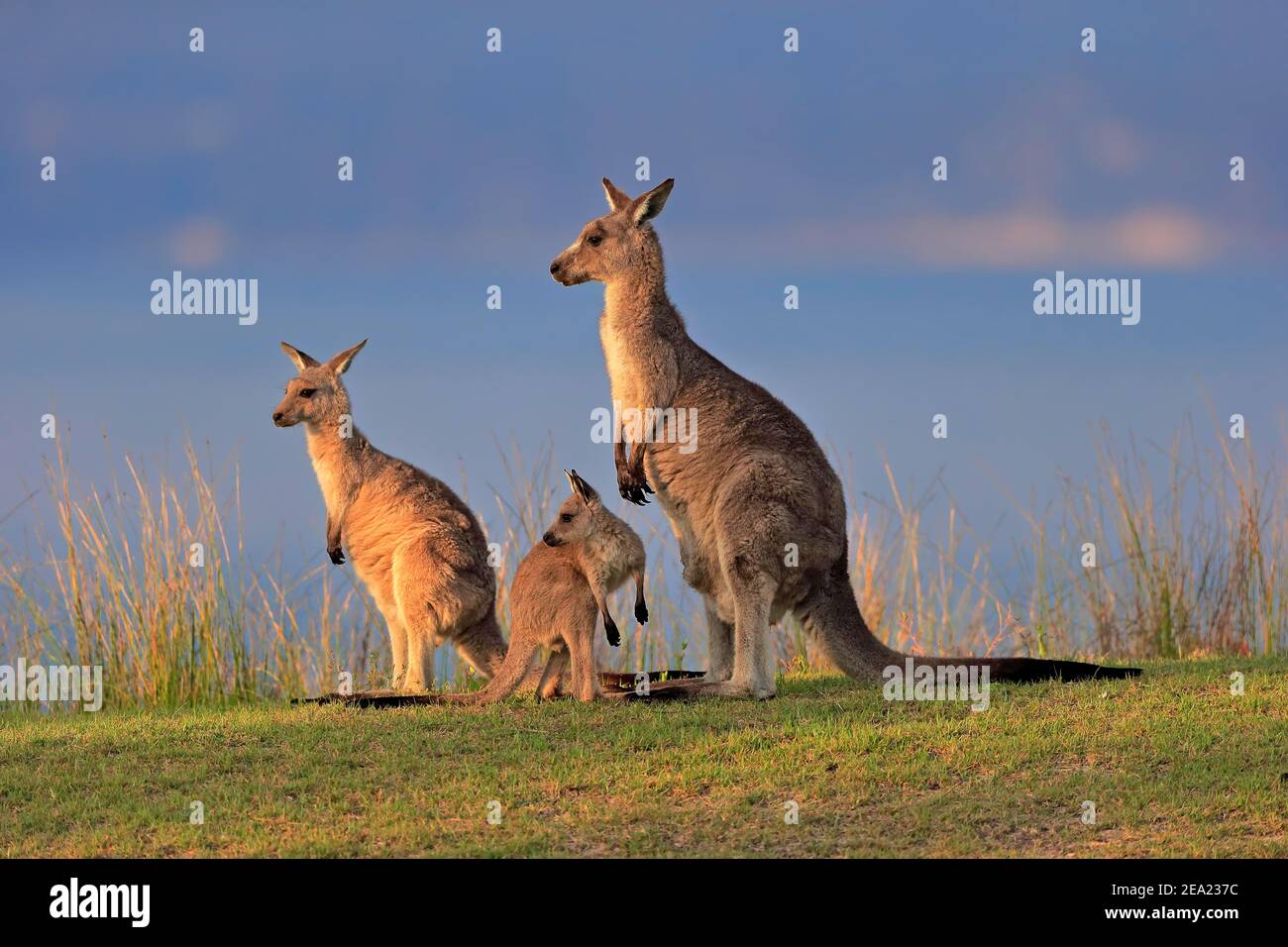 Eastern giant grey kangaroo (Macropus giganteus), adult, female, mother ...