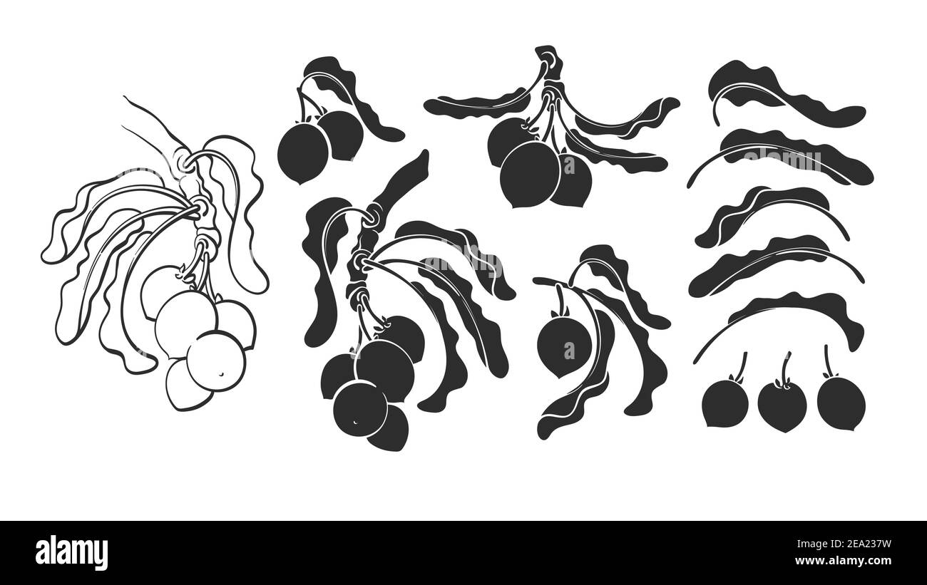 Shea plant set. Vector botanical karite branch, silhouette of leaves ...