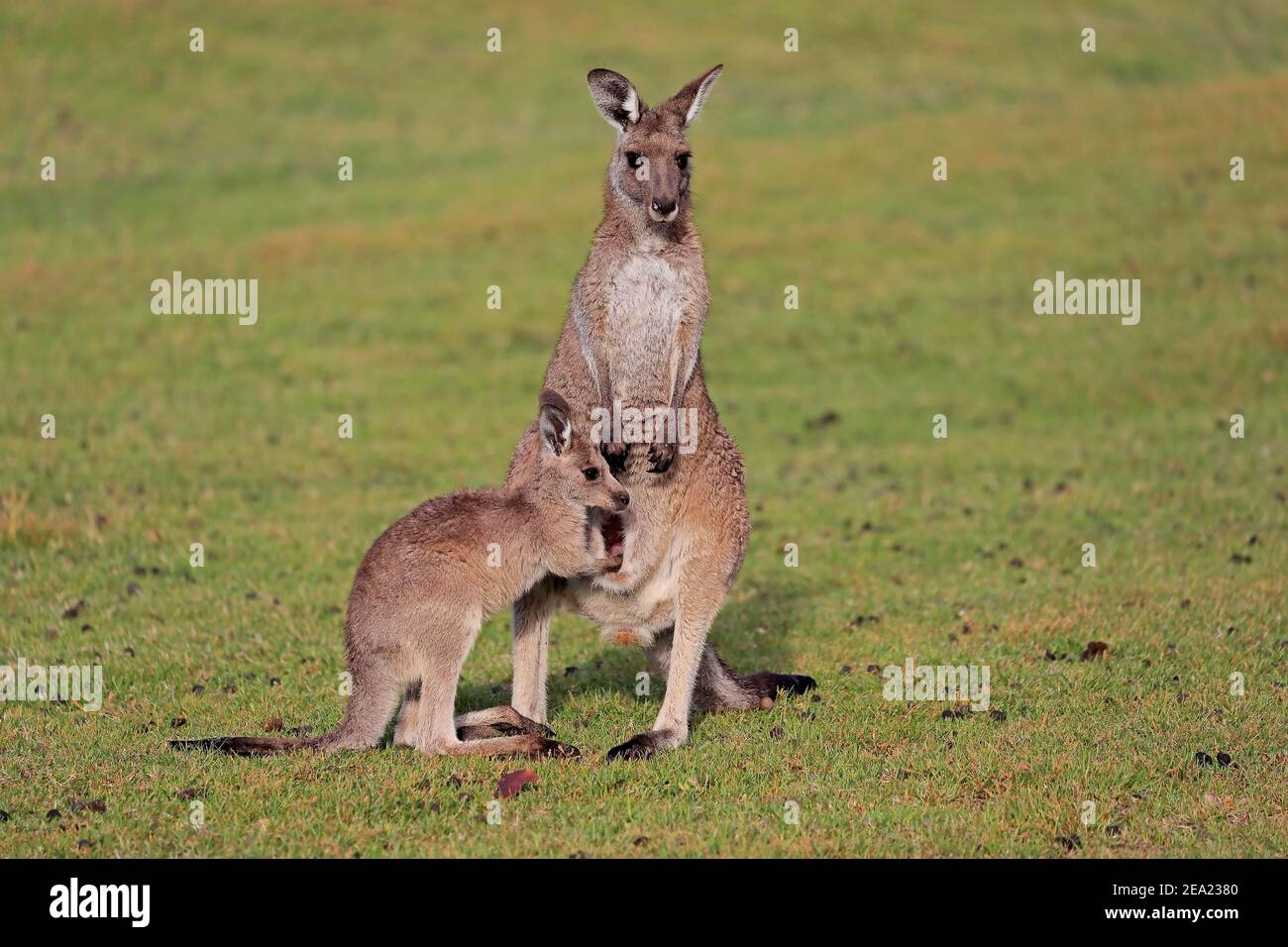 Eastern giant grey kangaroo (Macropus giganteus), adult, female, mother ...