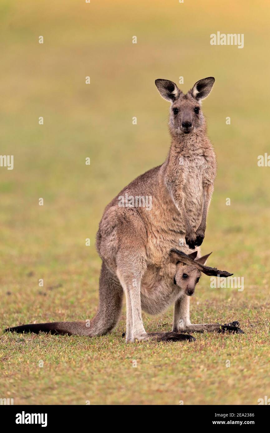 Eastern giant grey kangaroo (Macropus giganteus), adult, female, mother ...