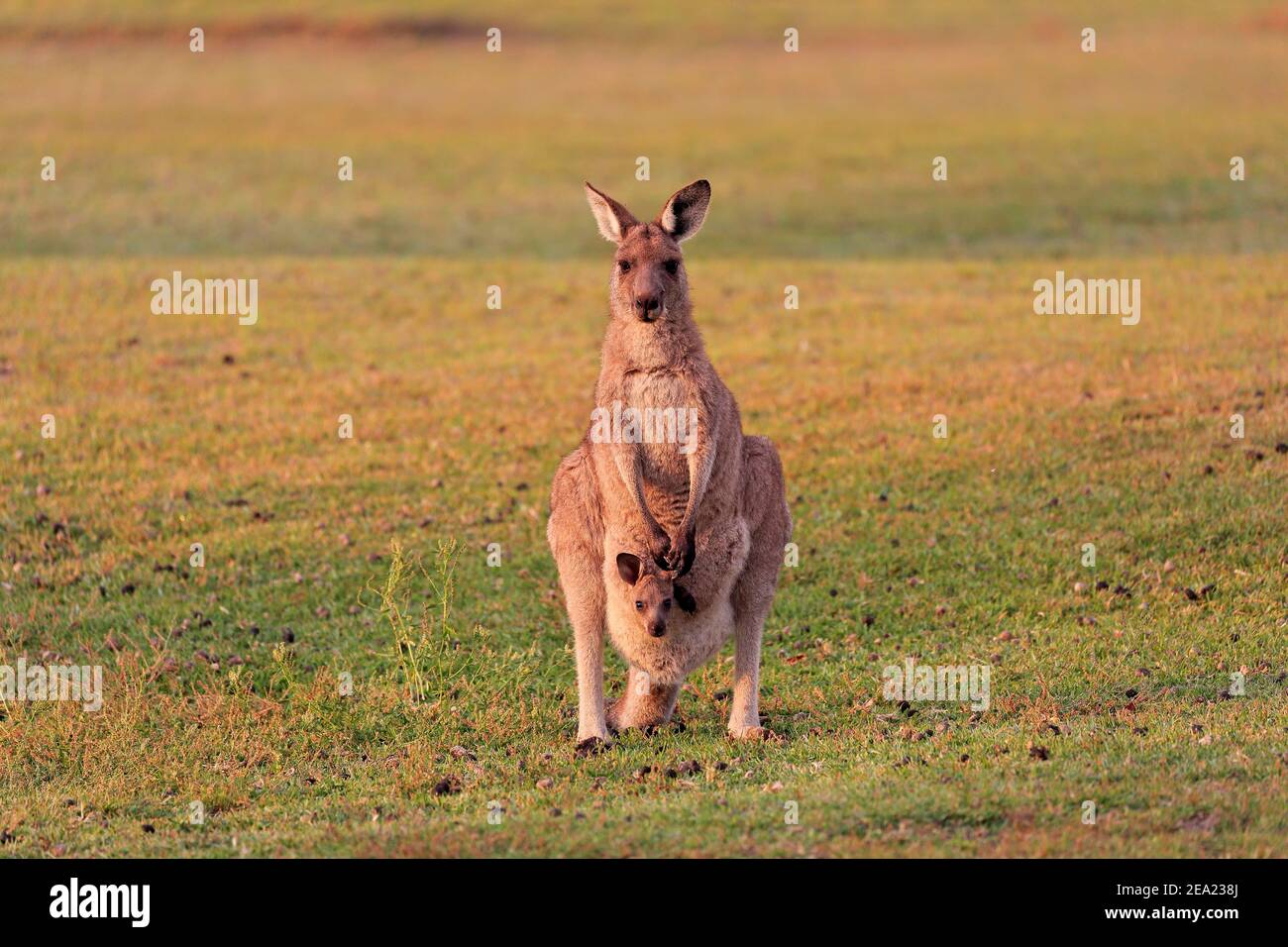 Eastern grey giant kangaroo macropus giganteus hi-res stock photography ...