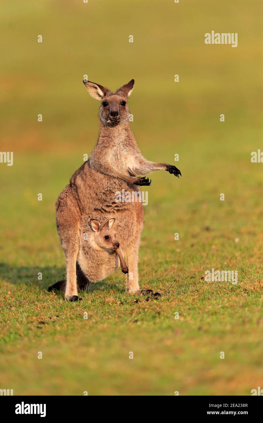 Eastern grey giant kangaroo macropus giganteus hi-res stock photography ...
