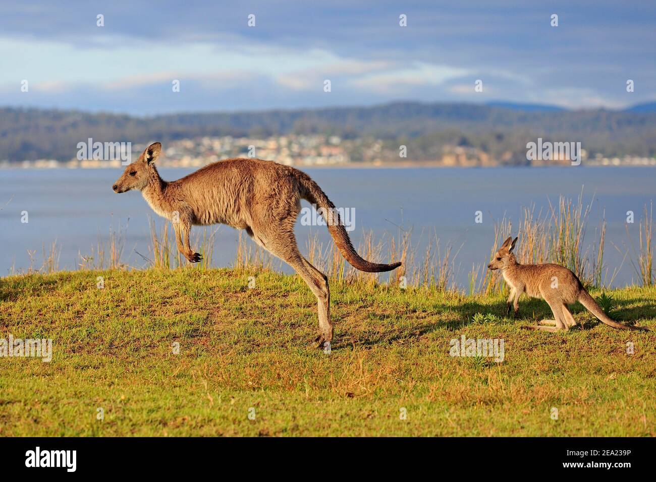 Eastern giant grey kangaroo (Macropus giganteus), adult, female ...