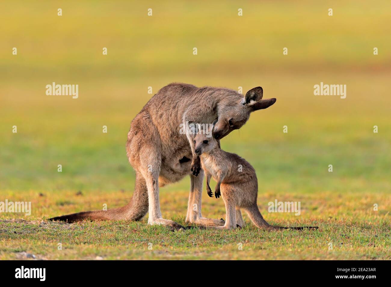 Eastern giant grey kangaroo (Macropus giganteus), adult, female, mother ...
