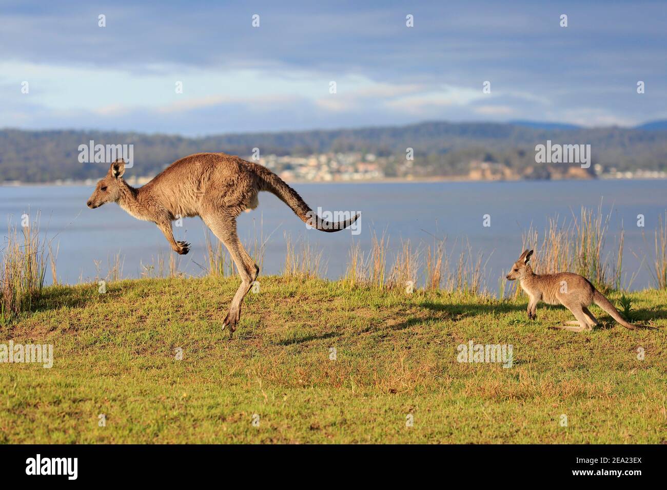 Eastern giant grey kangaroo (Macropus giganteus), adult, female ...