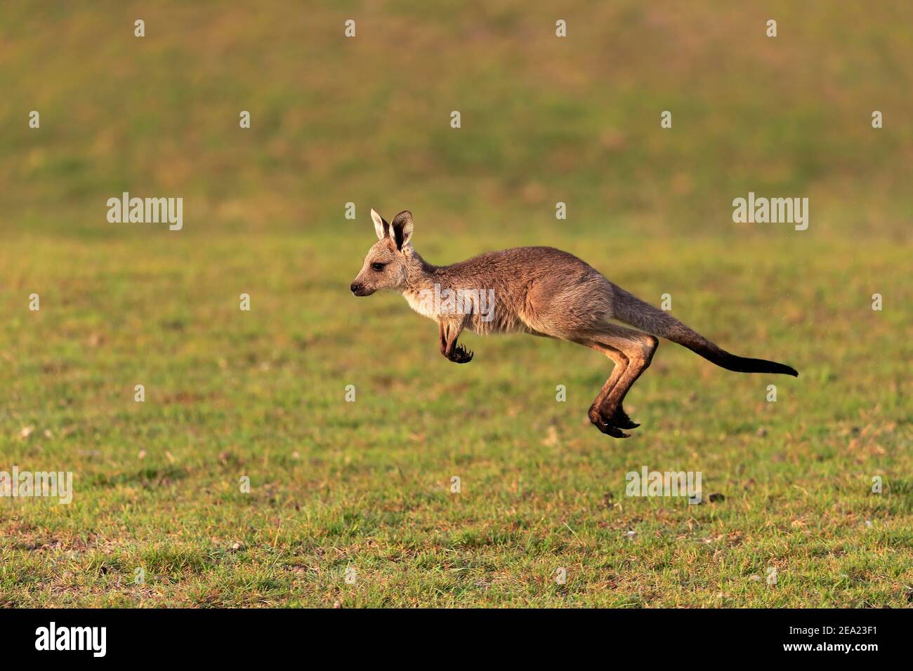 Eastern grey giant kangaroo macropus giganteus hi-res stock photography ...