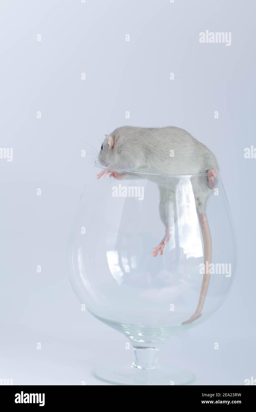 Cute little gray rat in a wine glass Stock Photo - Alamy