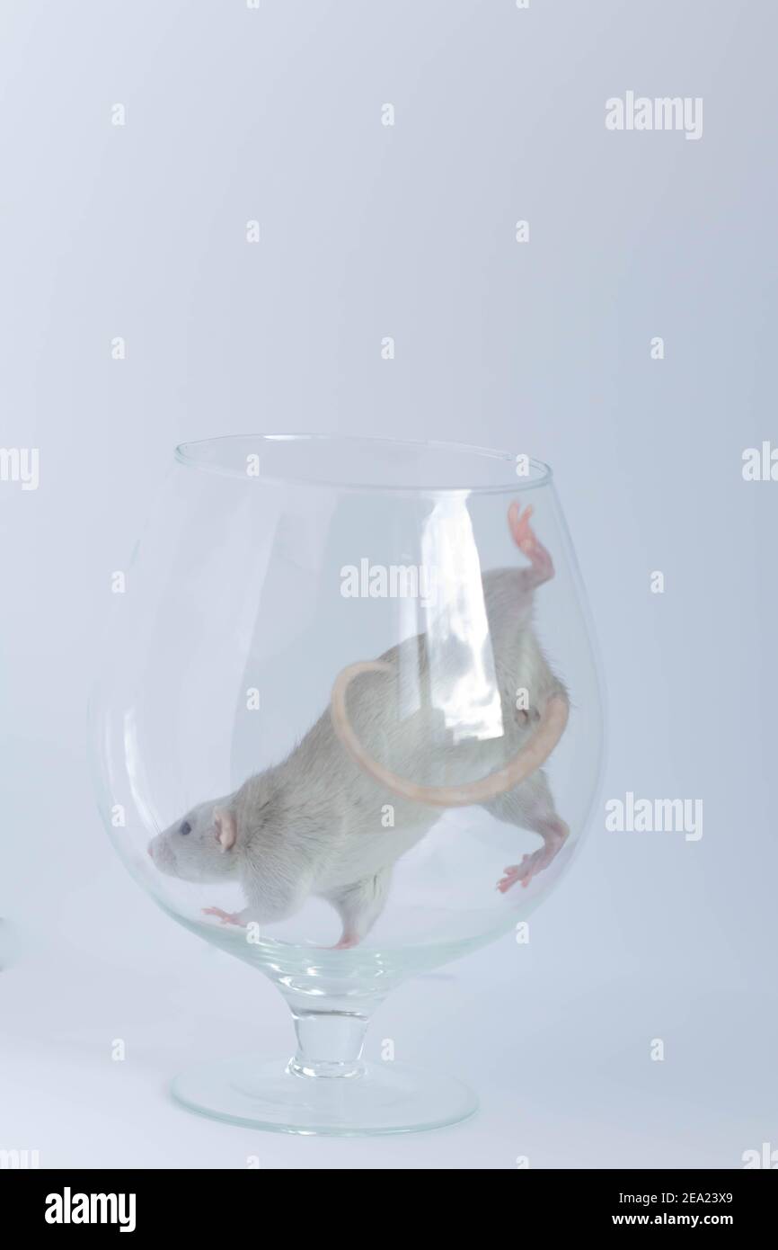 Cute little gray rat in a wine glass Stock Photo - Alamy