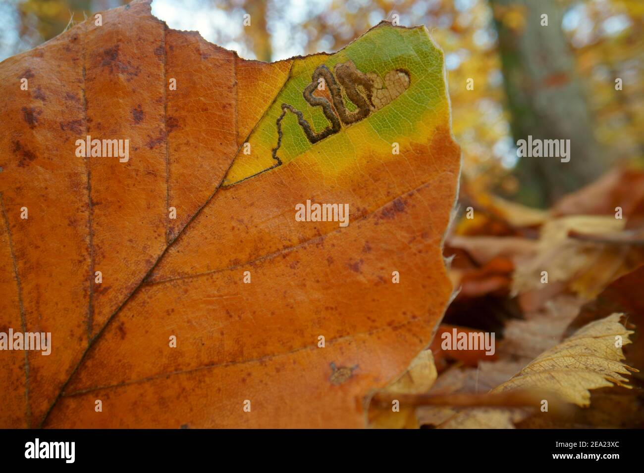 Beech tree disease hi-res stock photography and images - Alamy