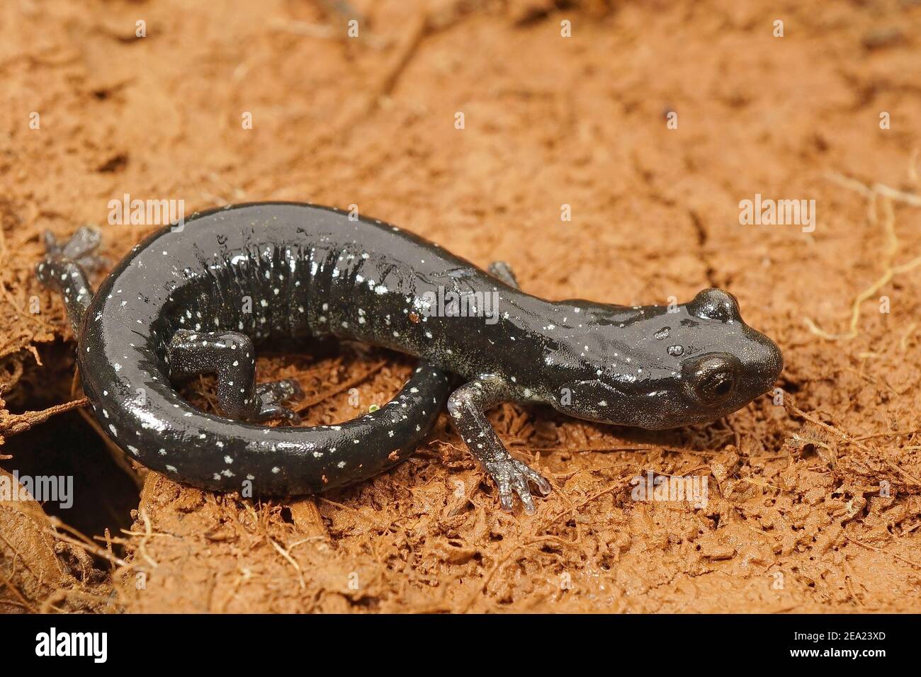 Spotted salamanders hi-res stock photography and images - Alamy