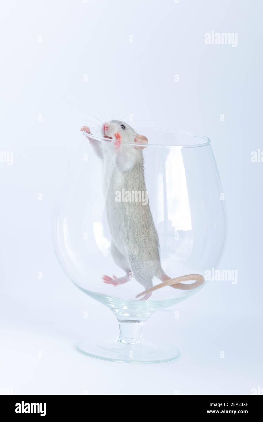 Cute little gray rat in a wine glass Stock Photo - Alamy