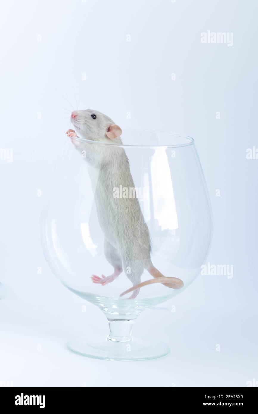 Cute little gray rat in a wine glass Stock Photo - Alamy