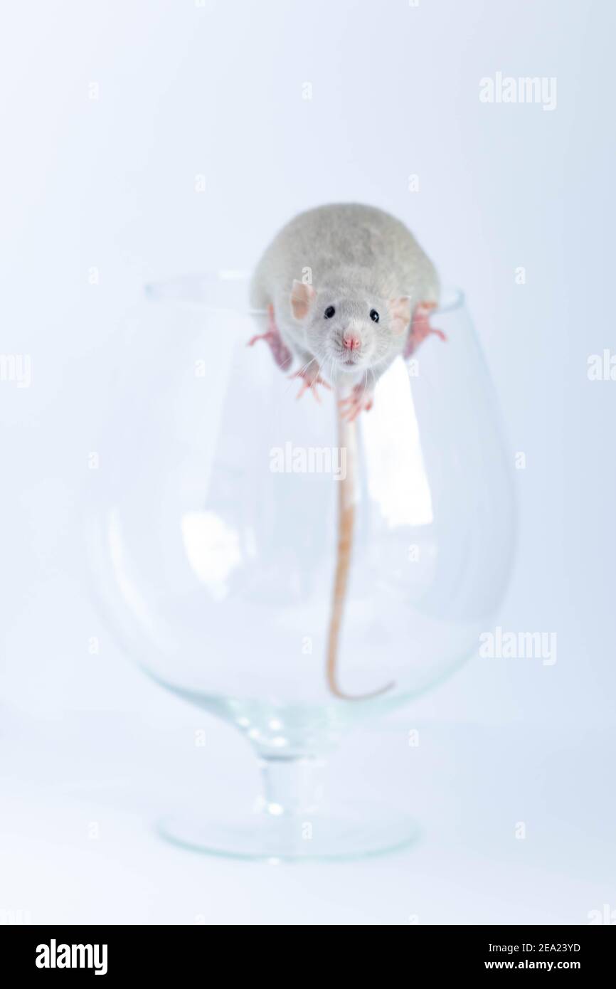Cute little gray rat in a wine glass Stock Photo - Alamy