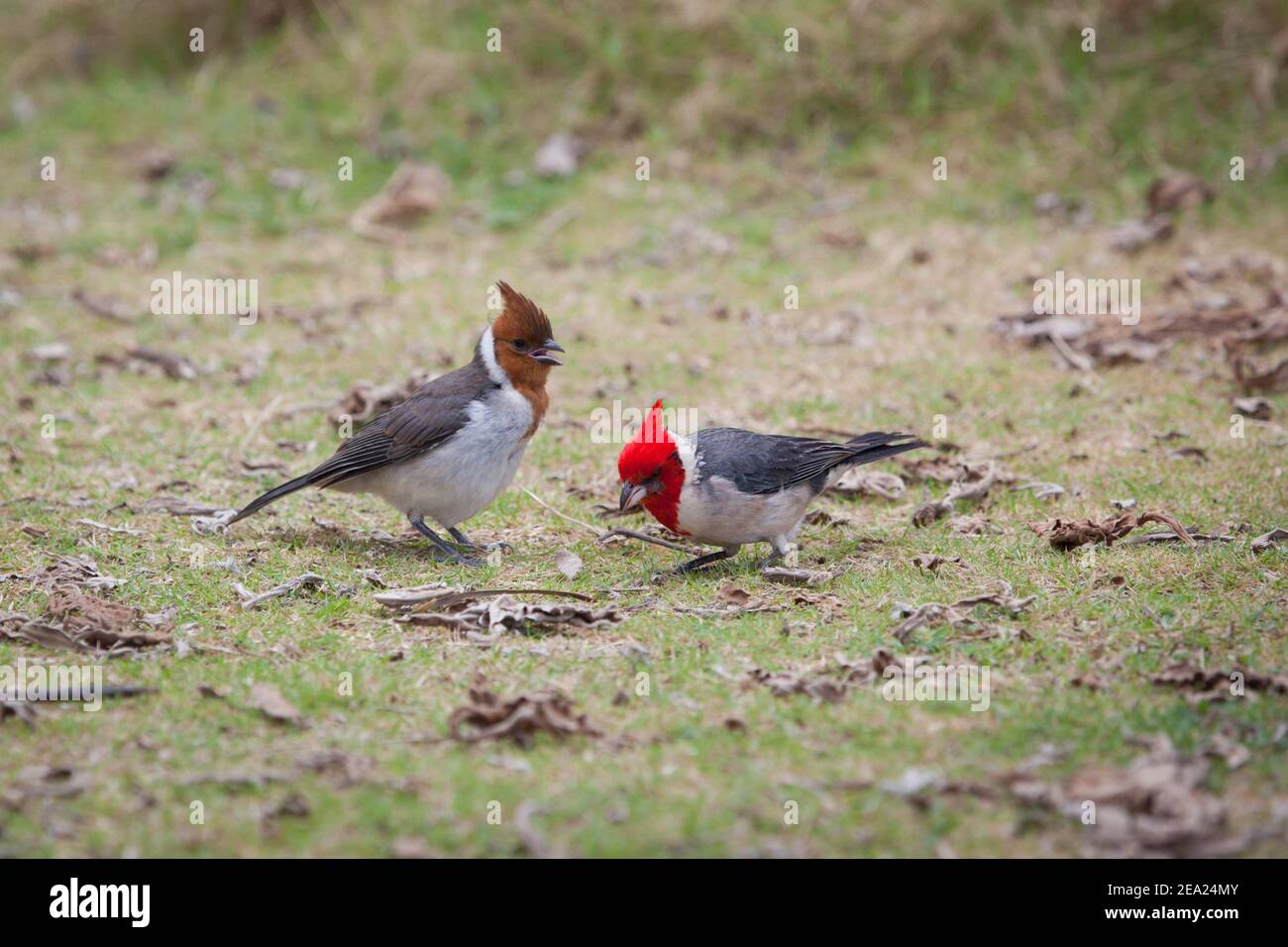 Hawaiian cardinal hi-res stock photography and images - Alamy