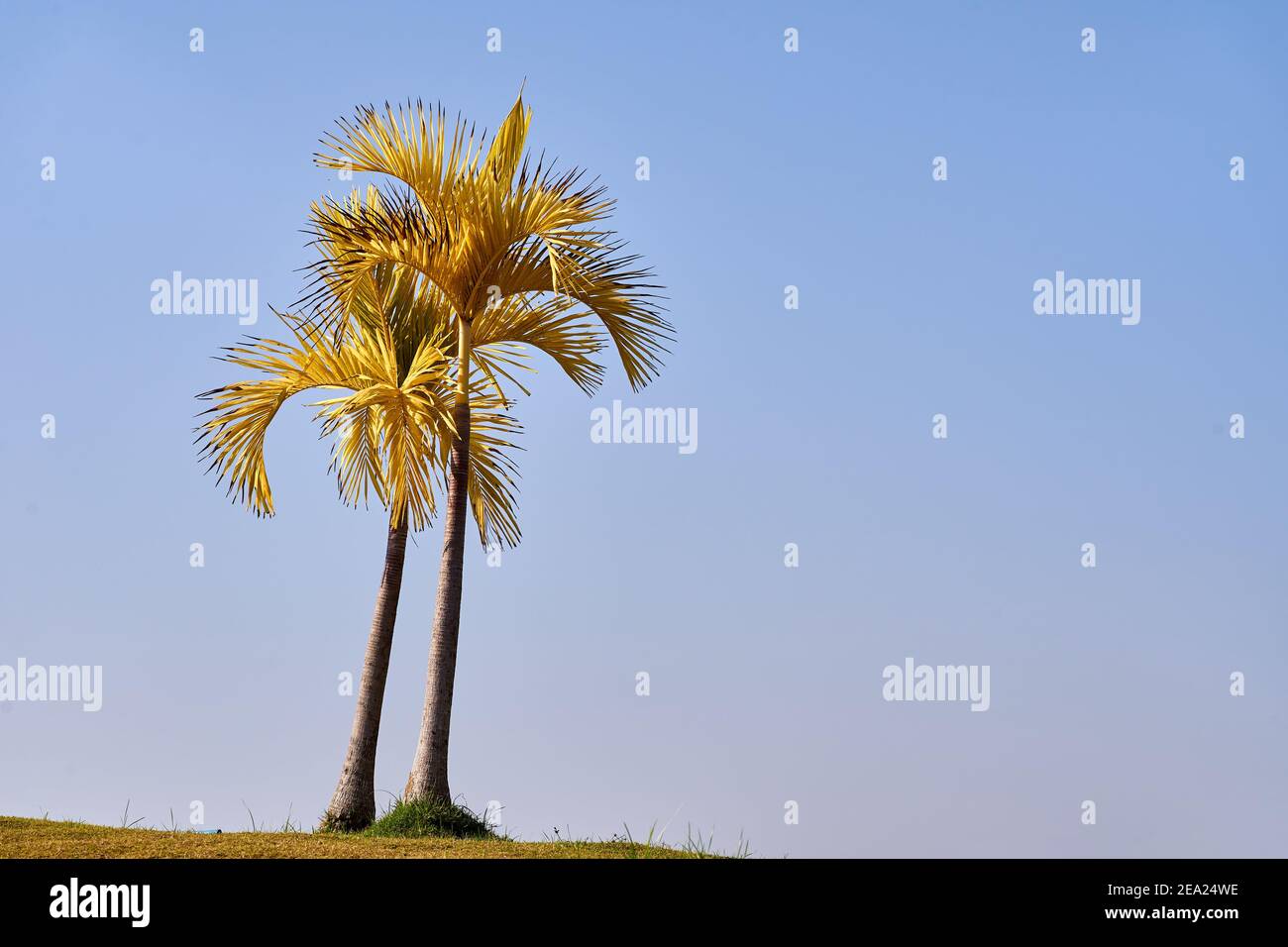 Plam trees beach hi-res stock photography and images - Alamy