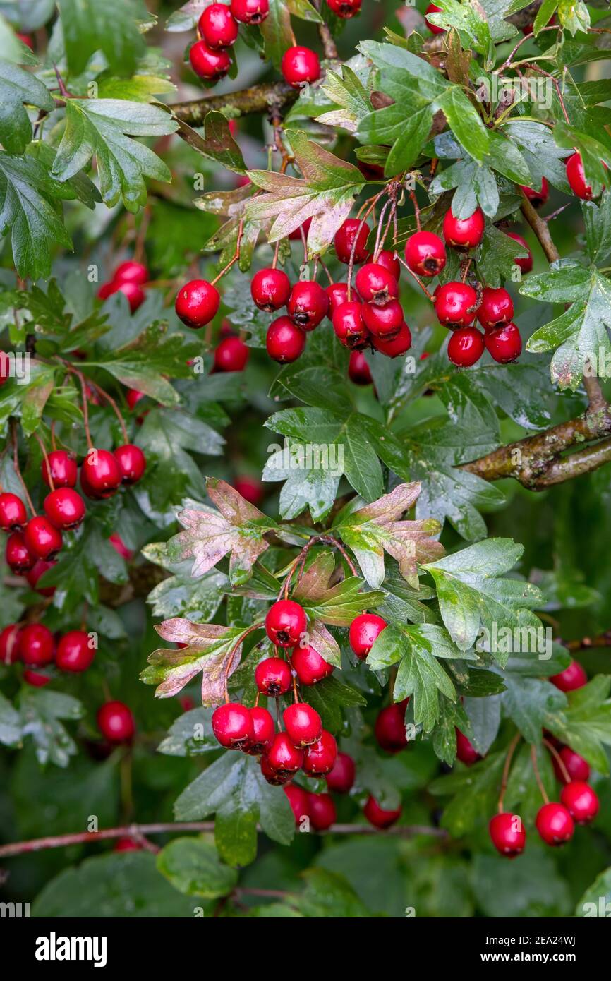 Common hawthorn (Crataegus monogyna), with red fruits, Vorarlberg ...