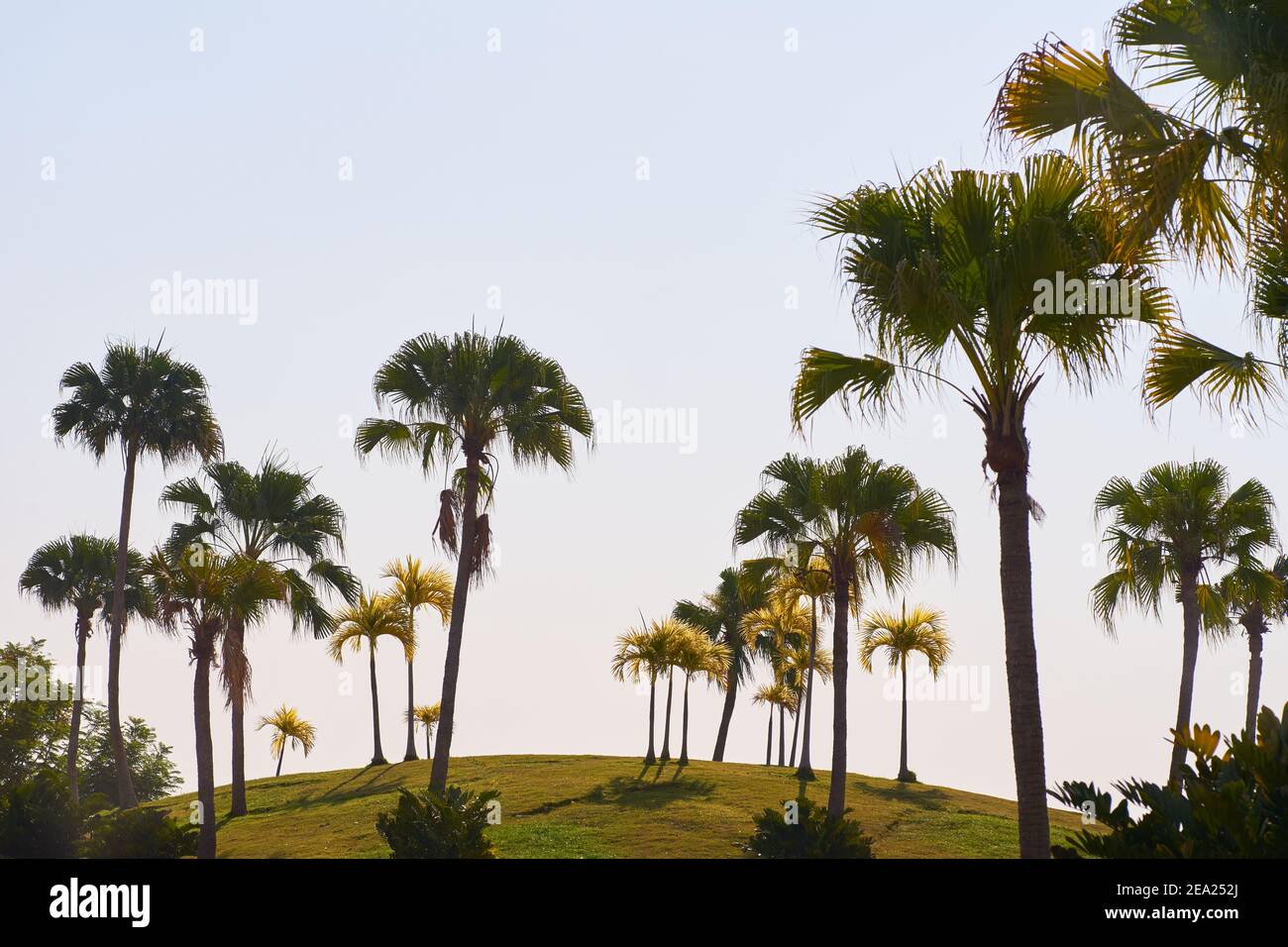 Plam trees with clear sky Stock Photo - Alamy