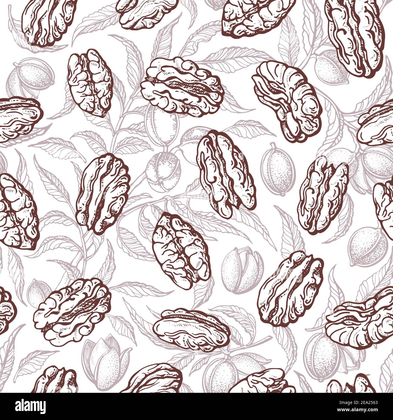 Pecan plantation Stock Vector Images - Alamy